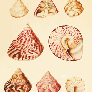 Antique Sea Shell Art Print Sea Beach Art Nautical Print Ocean Print ...