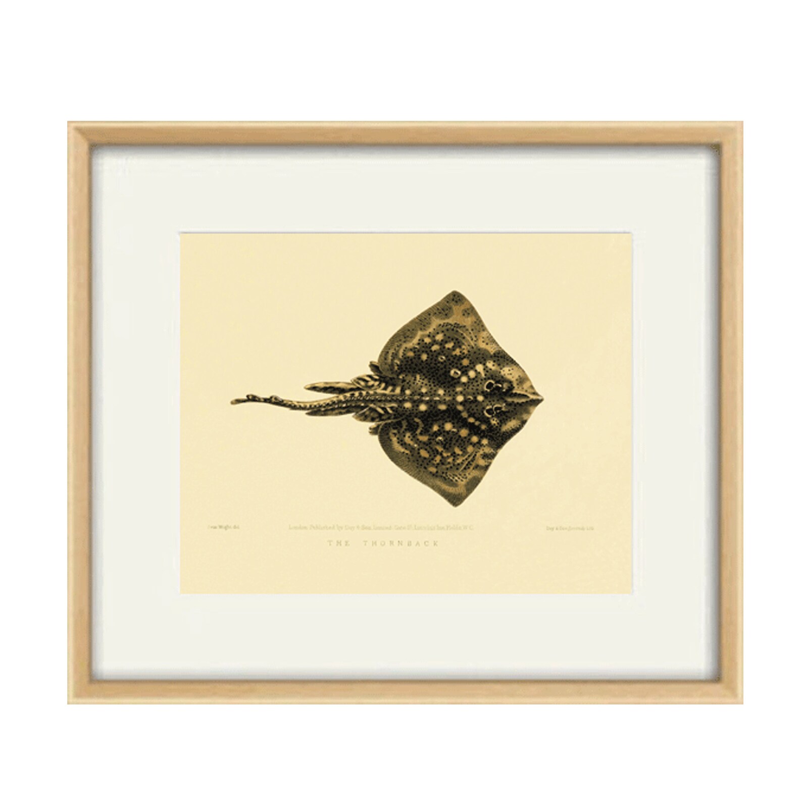 Stingray Fish Art Print Vintage Nautical Print Ocean Art Sea - Etsy