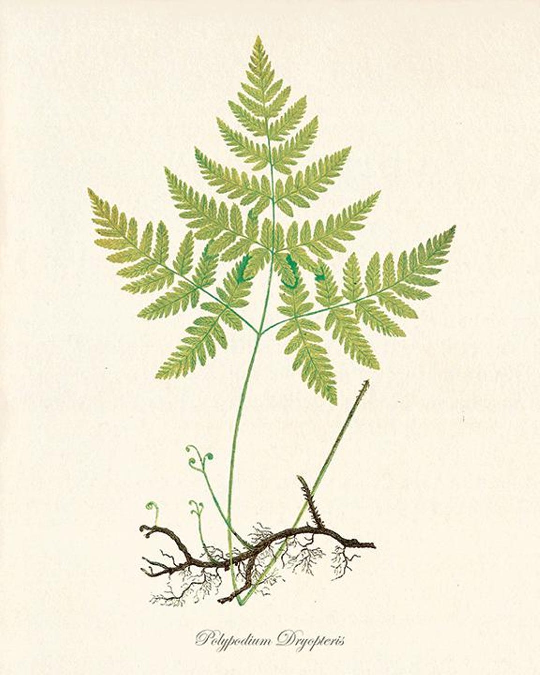 Antique Fern Art Print Vintage Botanical Art Prints Home Decor Wall Art ...