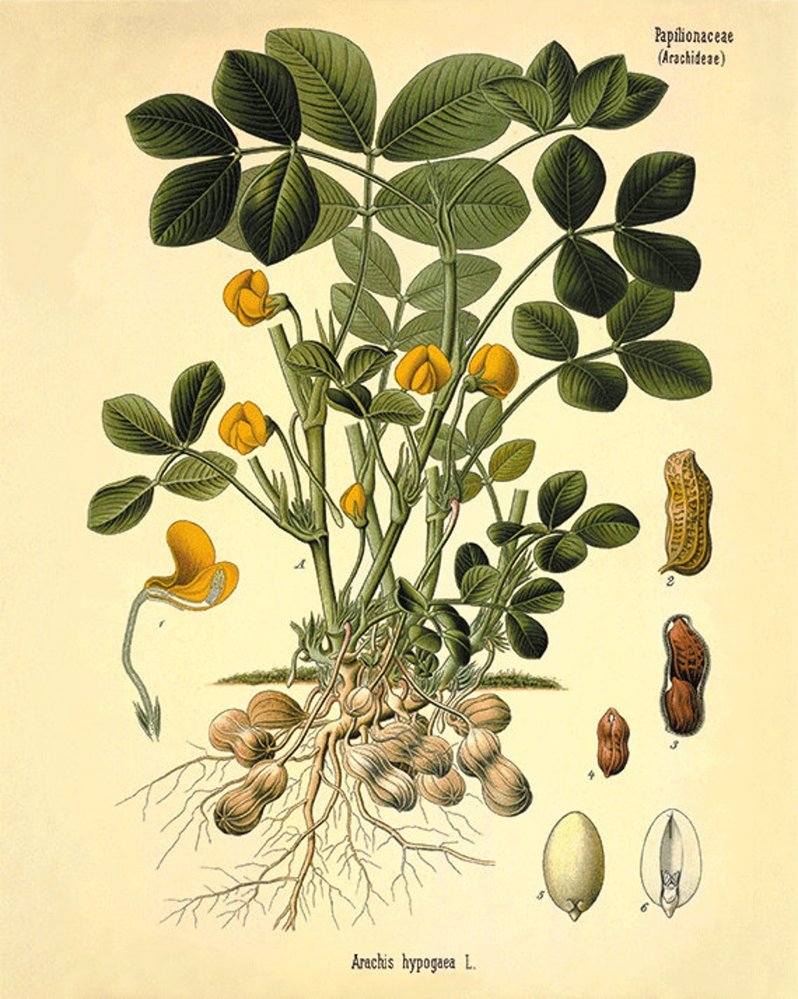 Peanut Art Antique Kitchen Art Print Botanical Art Prints - Etsy Norway