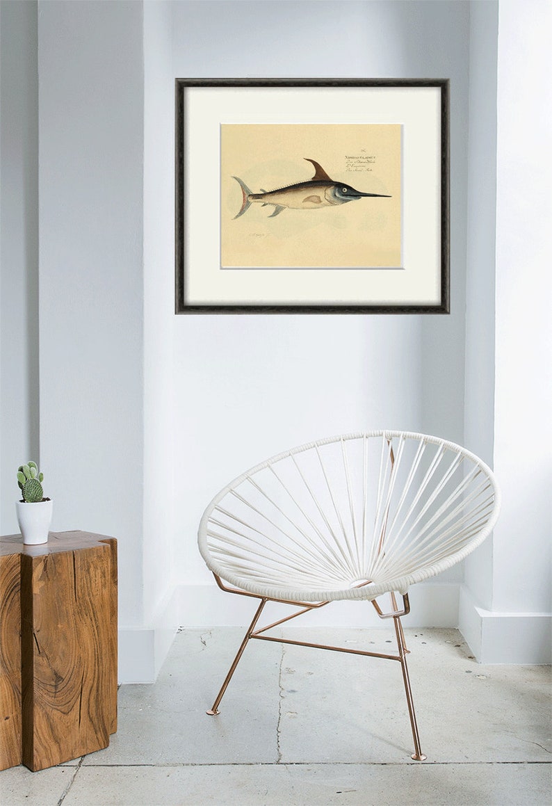 Swordfish Blue Marlin Print Fish Vintage Prints Old Prints - Etsy