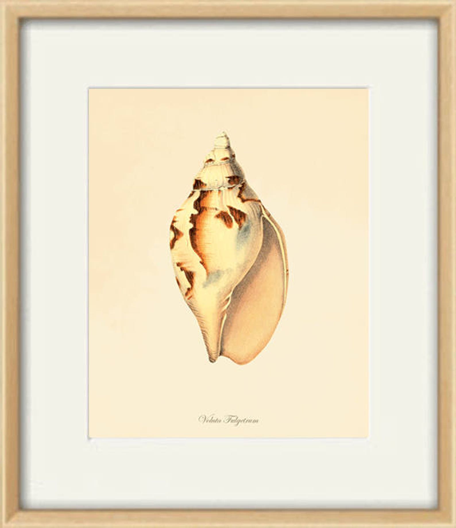 Antique Sea Shell Art Print Sea Beach Art Nautical Print Ocean - Etsy