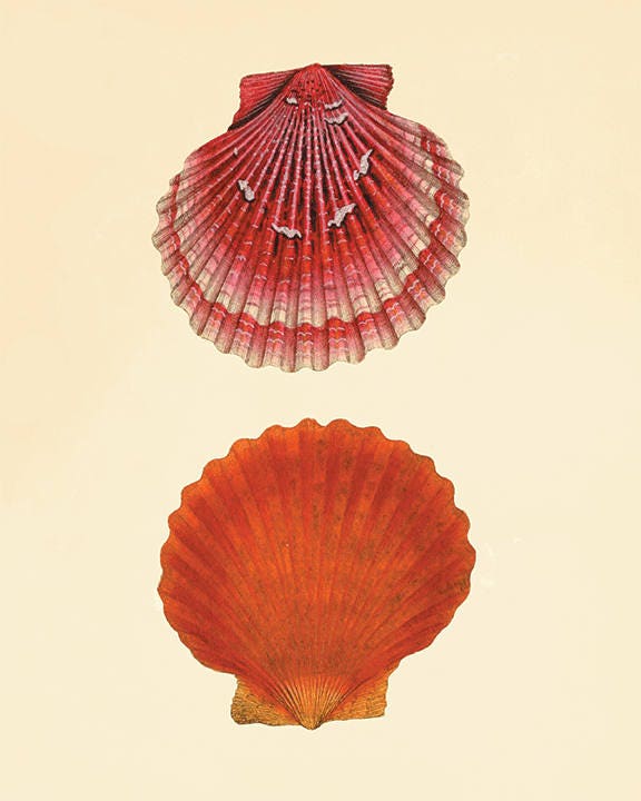 Antique Seashell art print Sea beach art nautical print Ocean | Etsy