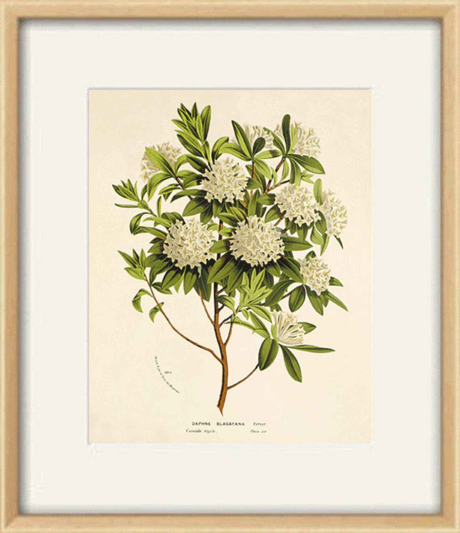 Pink Botanical Prints Set of 4 Vintage Flower Art Print - Etsy