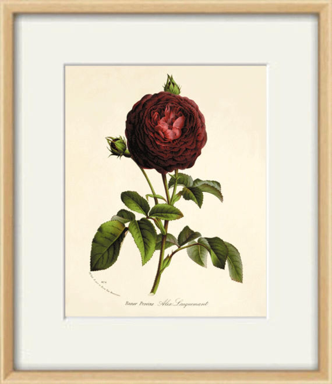 Red Rose Print Antique Flower Art Print Antique Wall Art - Etsy