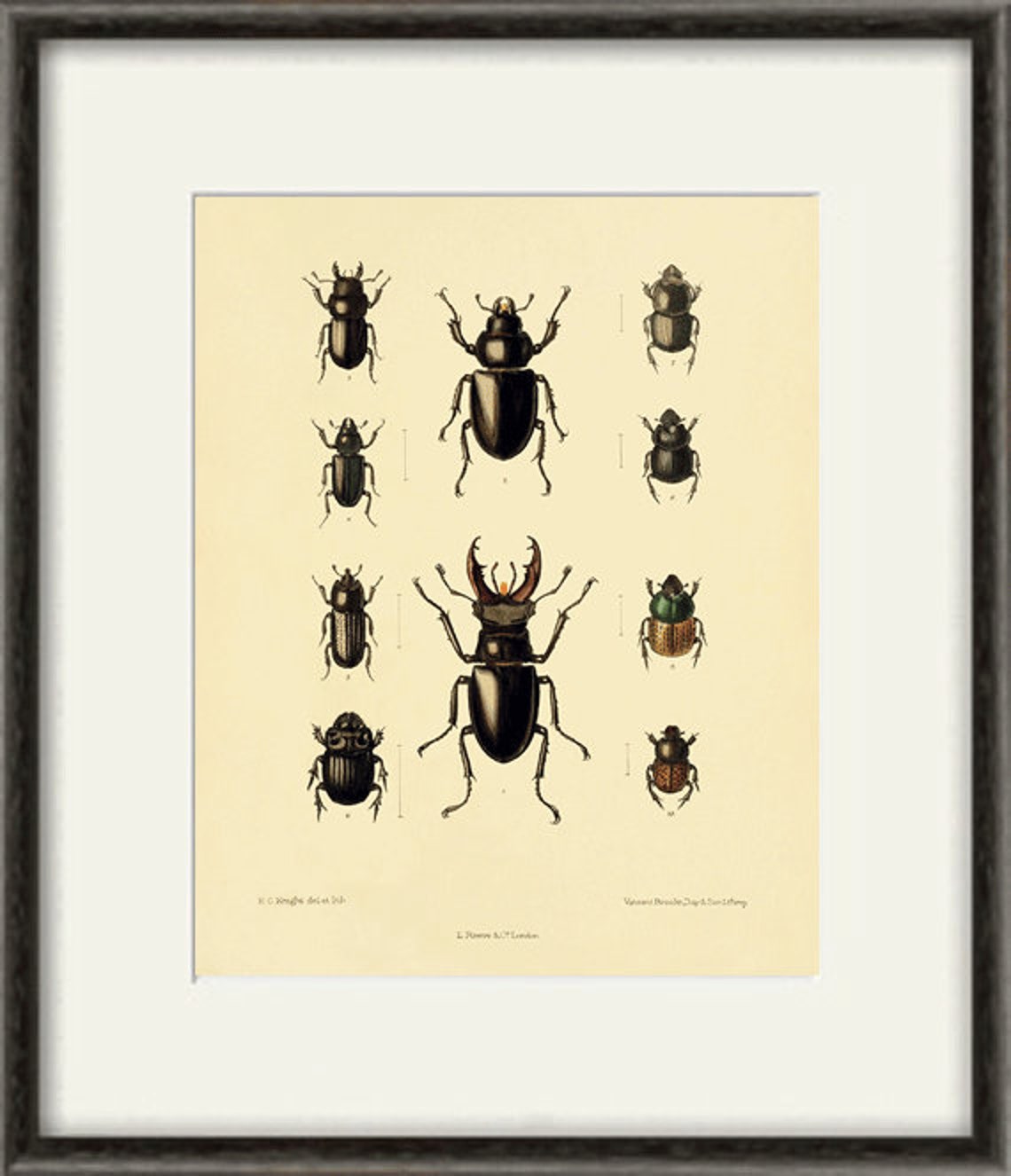 Antique Insect Art Print Beetle Art Print Insect Wall Art - Etsy