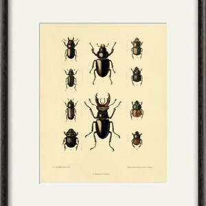 Antique Insect Art Print Beetle Art Print Insect Wall Art Vintage ...