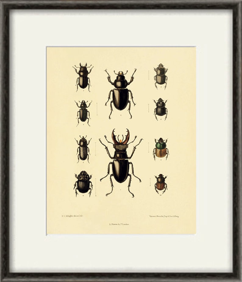 Antique Insect Art Print Beetle Art Print Insect Wall Art - Etsy