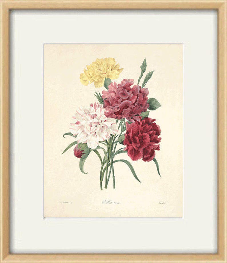 Carnation Art Antique Flower Art Print Vintage Botanical Art | Etsy