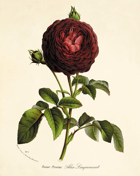 Antique rose art Print set antique prints botanical prints | Etsy