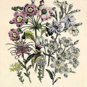 Antique Flower Art Print Set Antique Prints Pink Botanical Prints ...