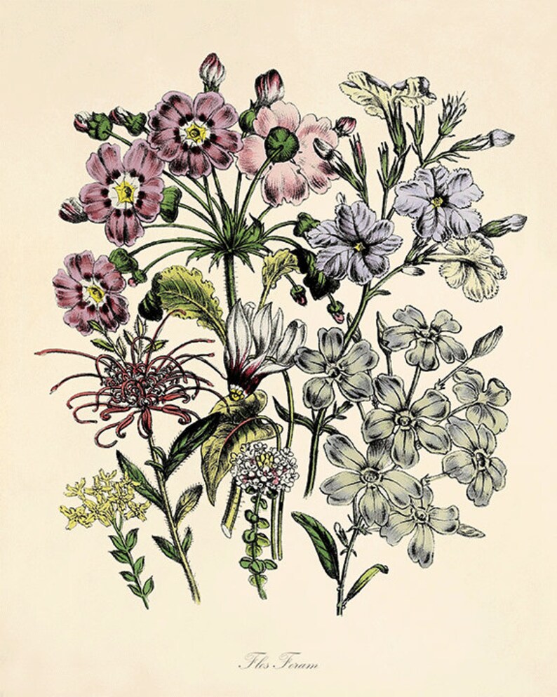 Antique Flower Art Print Set Antique Prints Pink Botanical | Etsy