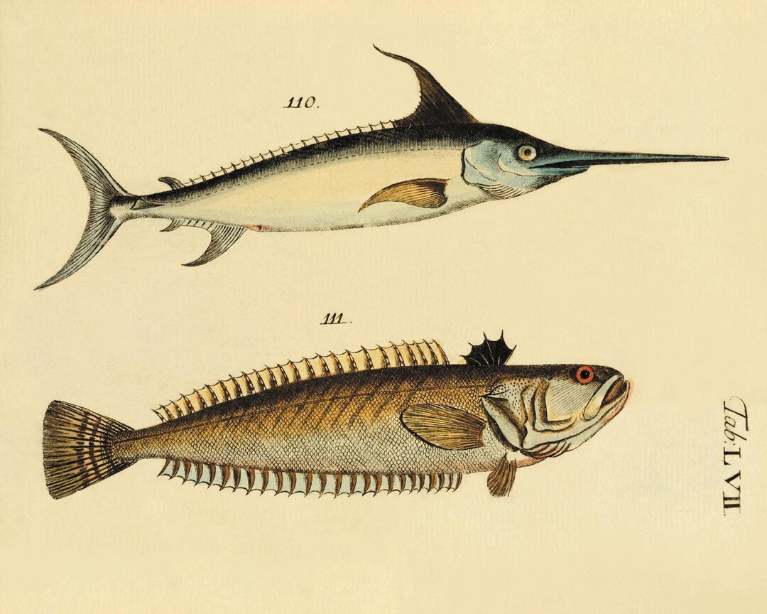 Swordfish Antique Fish Art Print Vintage Sea Art Print Nautical Art ...