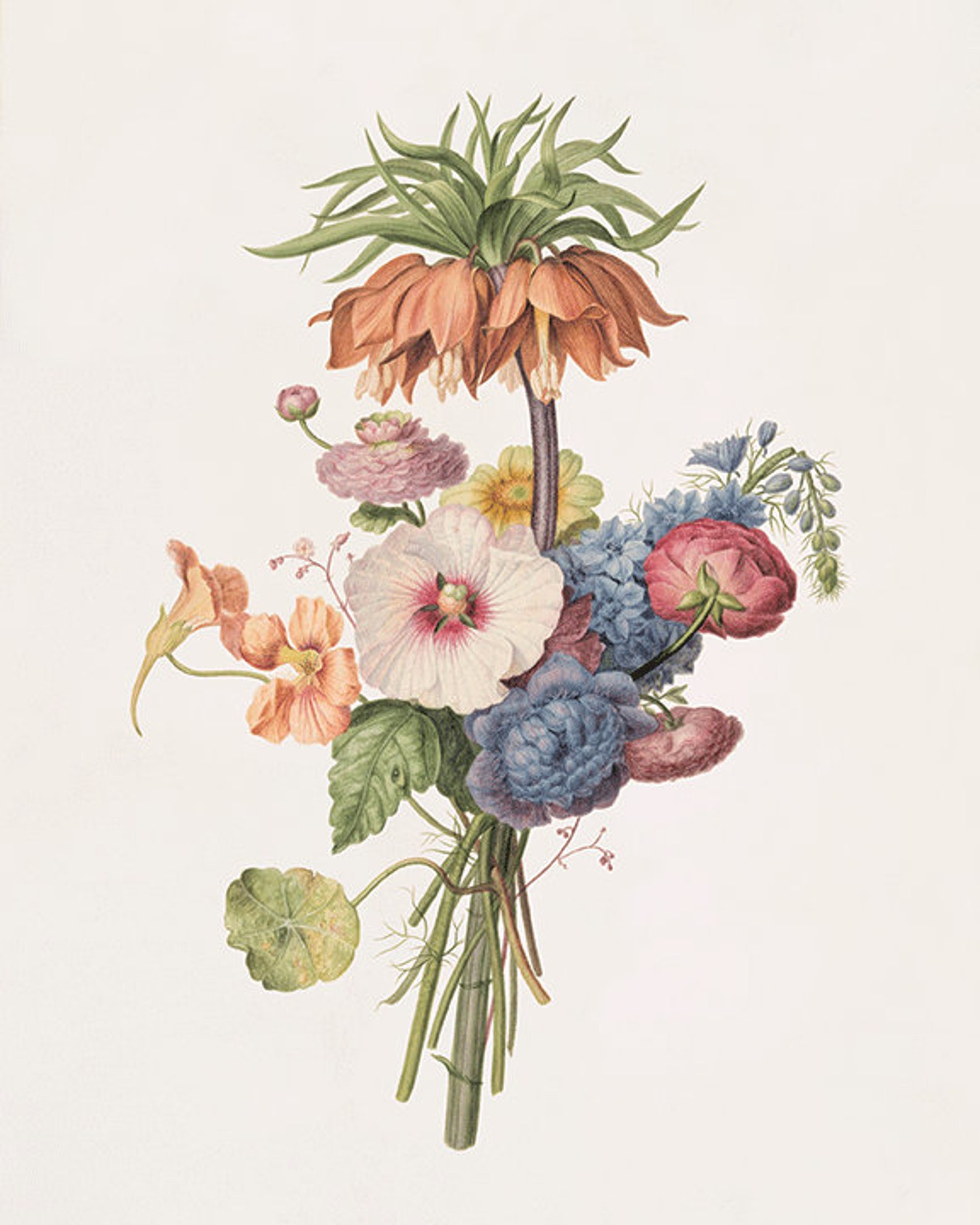 Antique Botanical Print Botanical Art Prints Flower Prints - Etsy