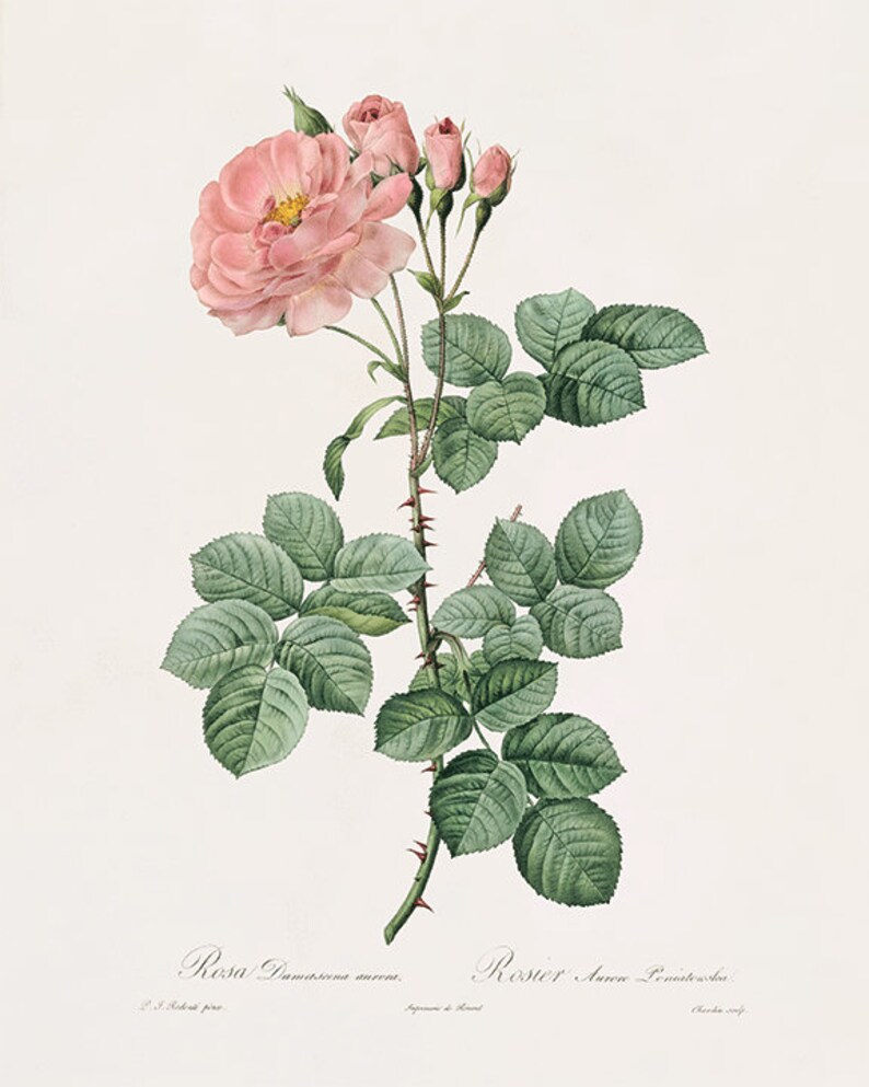 Pink Rose Art Print Vintage Flower Print Cottage Wall Art - Etsy