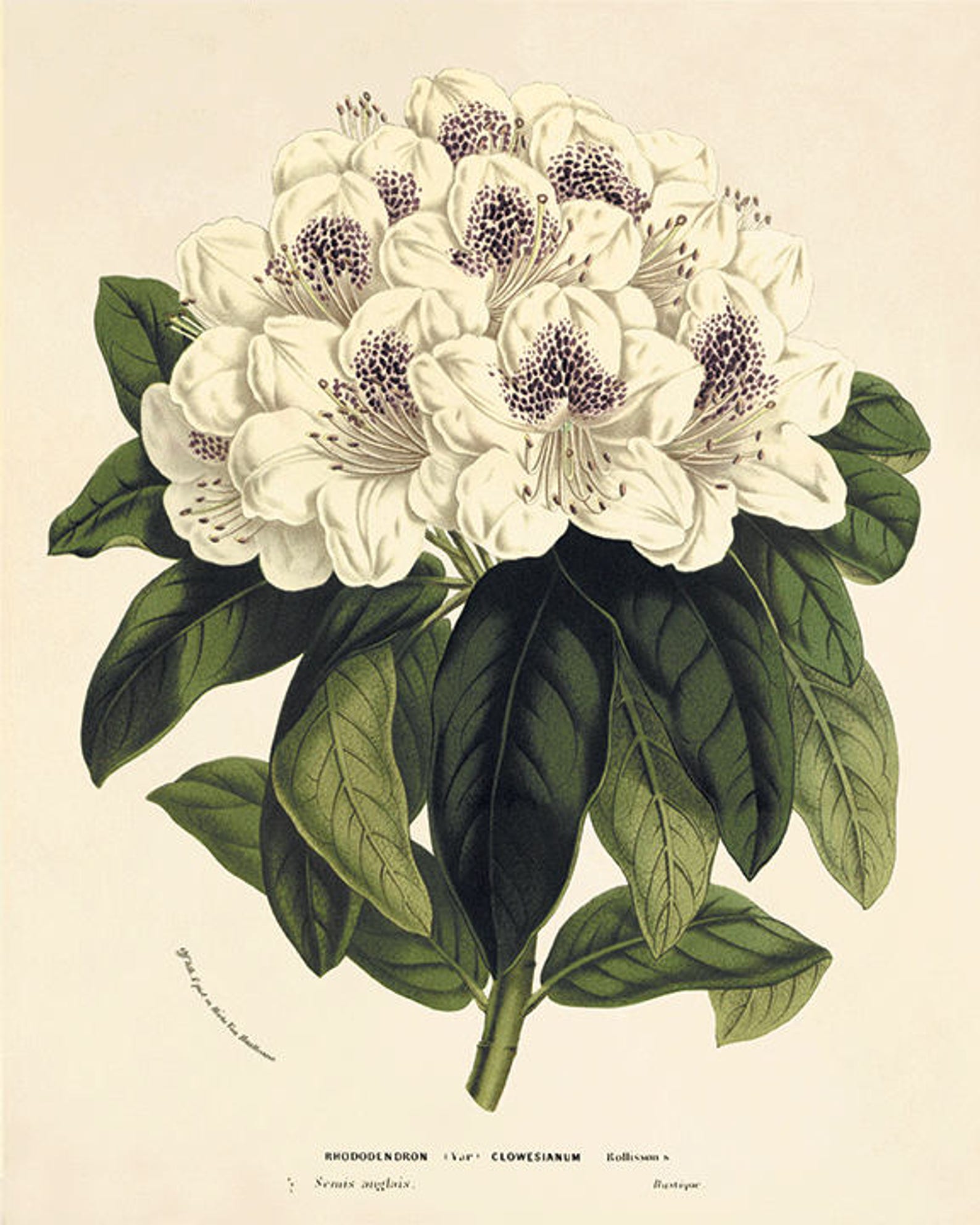 Rhododendron Art Antique Flower Art Print Botanical Art Prints - Etsy