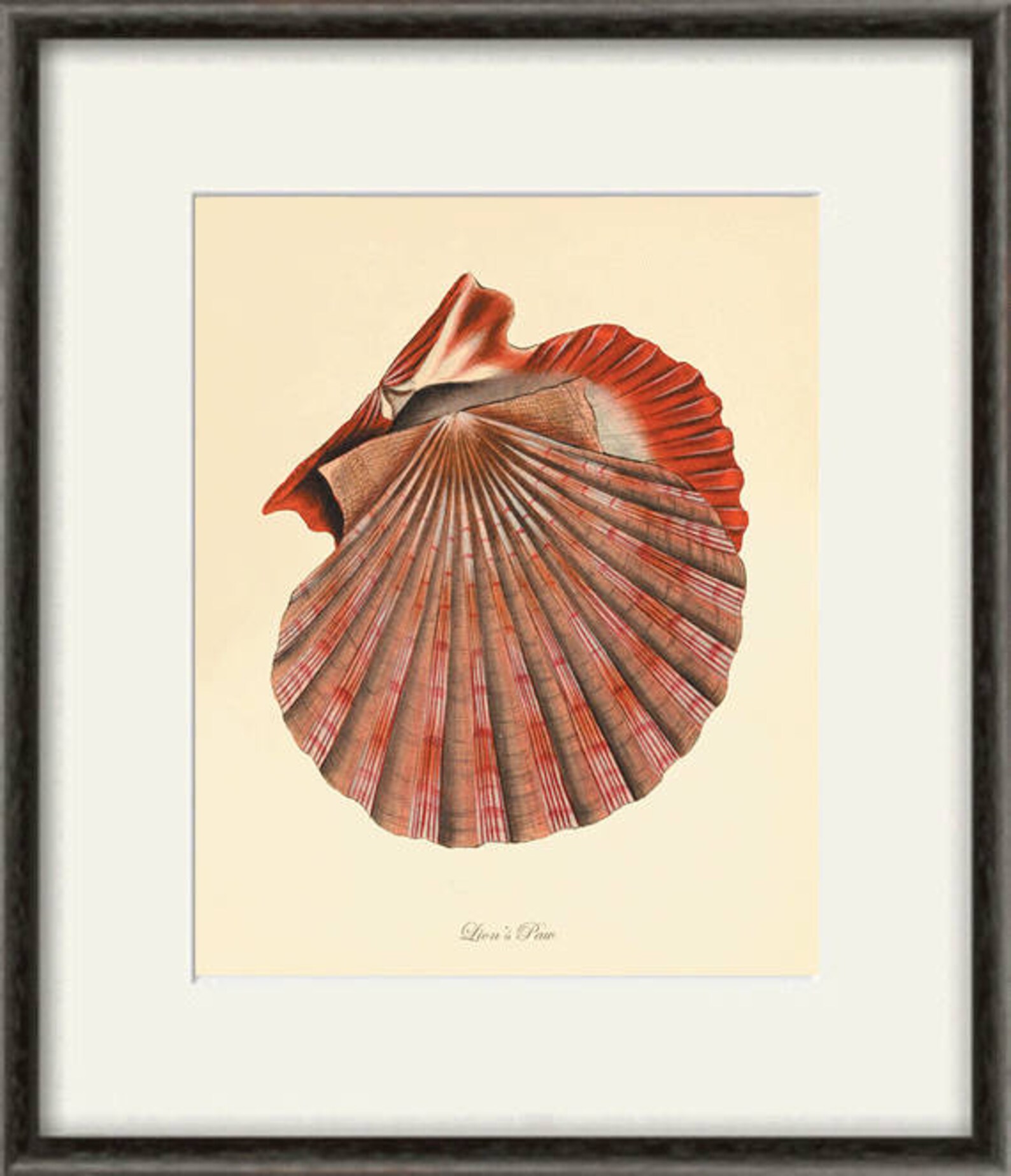 Seashell Art Print Poster Ocean Decor Beach Art Print Natural | Etsy