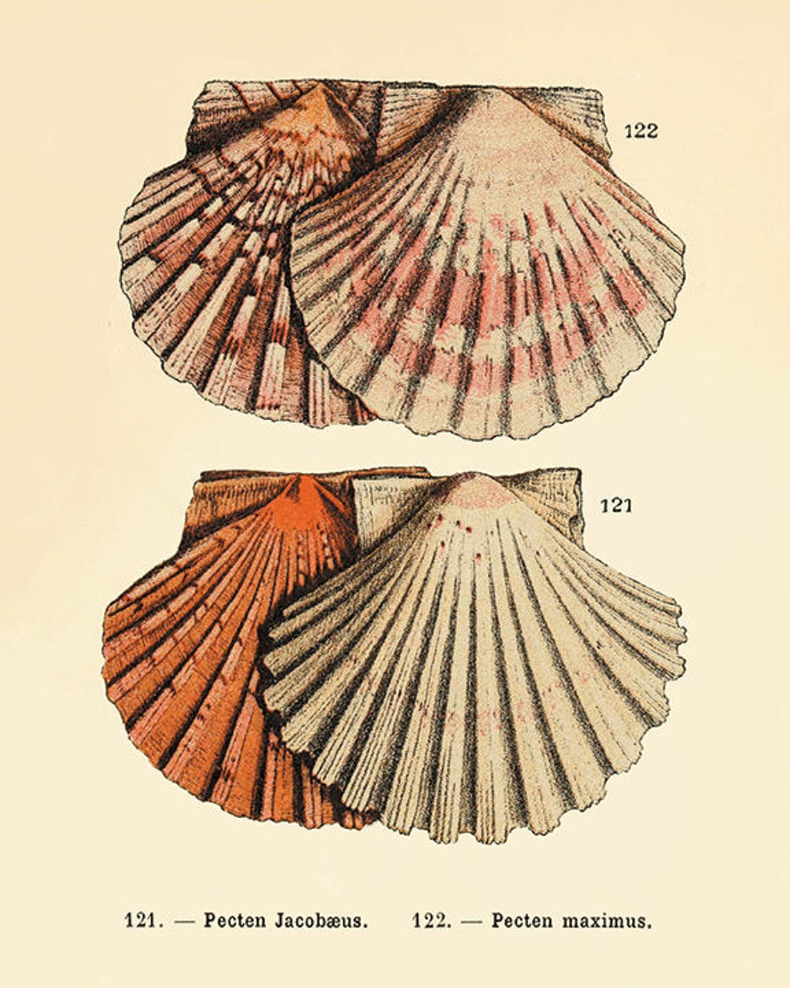 Antique Seashell Art Print Sea Beach Art Nautical Print Ocean - Etsy