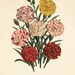 Carnation Art Print Antique Flower Art Botanical Art Prints - Etsy