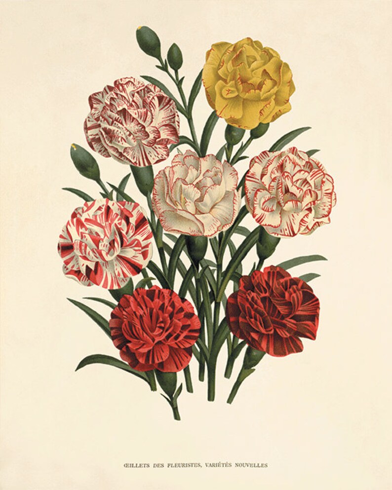 Carnation Art Print Antique Flower Art Botanical Art Prints - Etsy