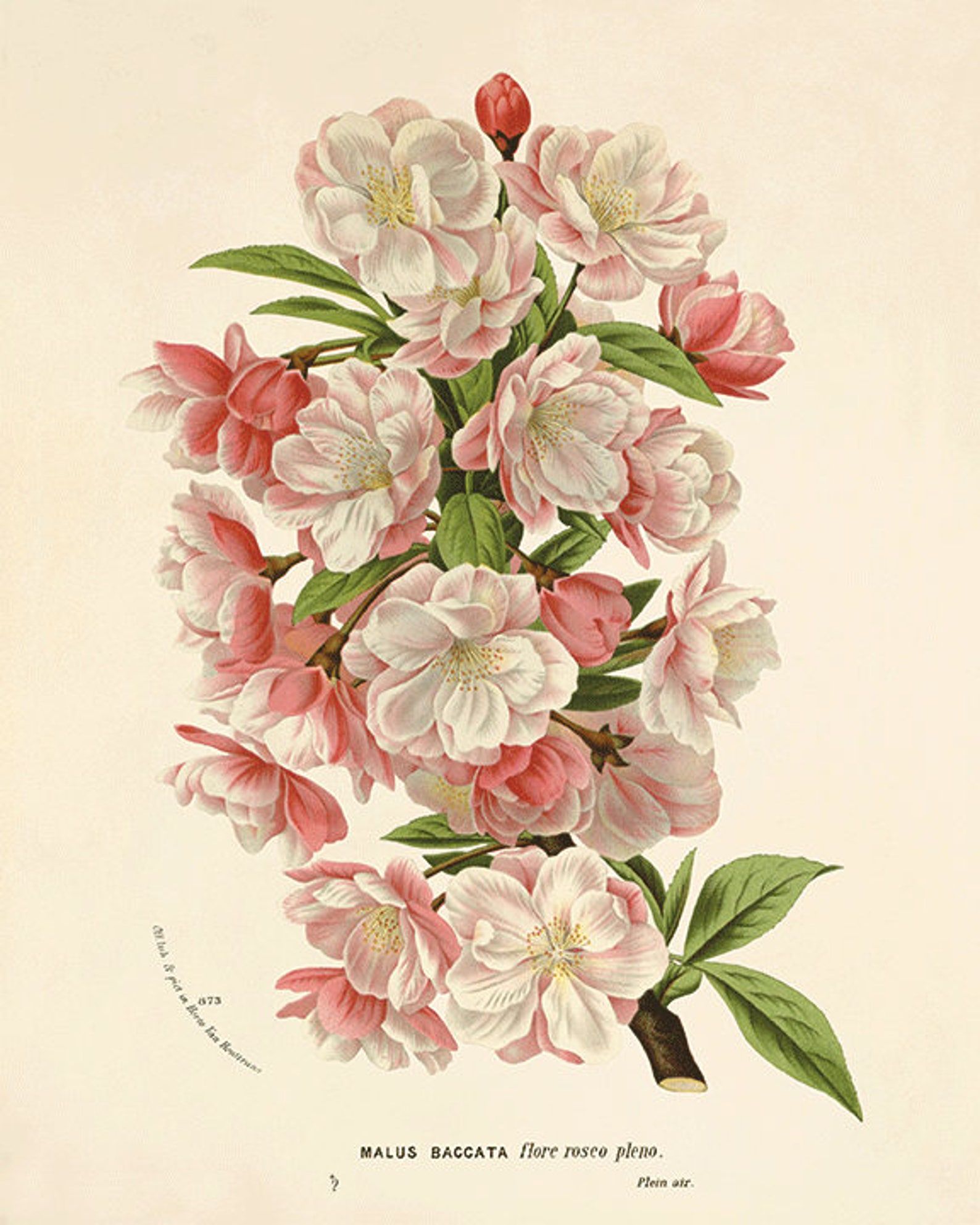 Pink Botanical Prints Set of 4: Vintage Victorian Flower Art - Etsy UK