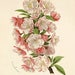 Pink Botanical Prints Set Of 4 Vintage Flower Art Print - Etsy