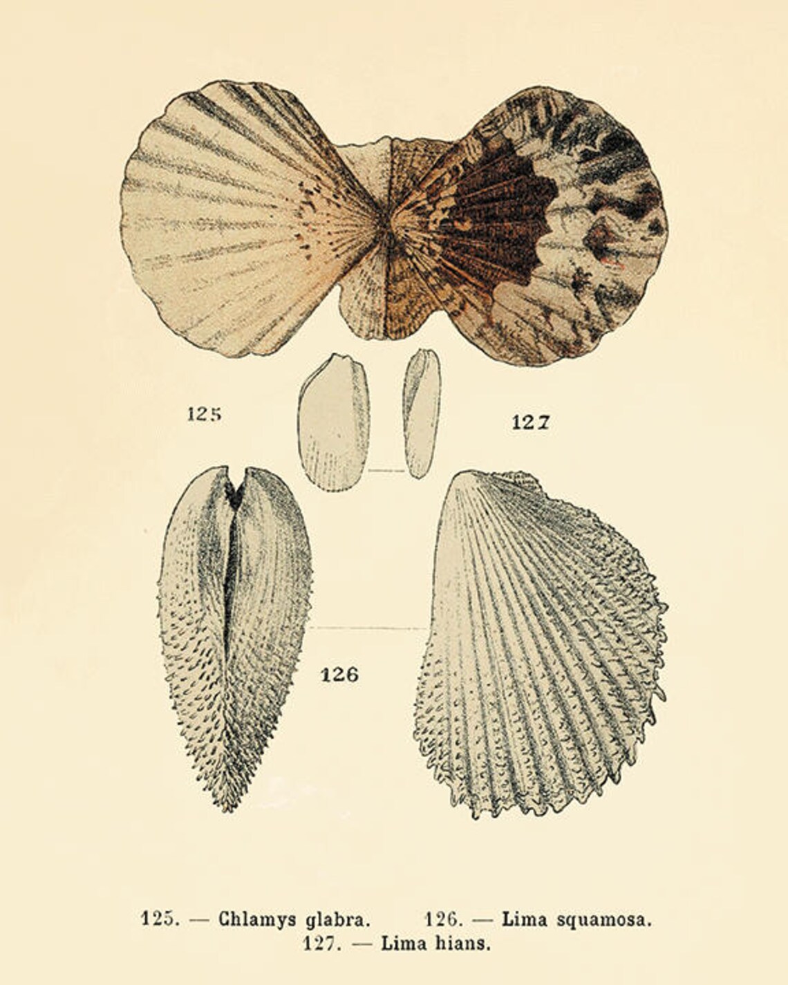 Antique Seashell Art Print Sea Beach Art Nautical Print Ocean - Etsy