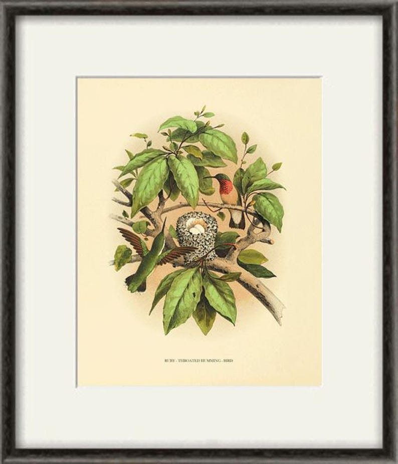 Hummingbirds Art Vintage Bird Print Nature Art Print Vintage Prints ...