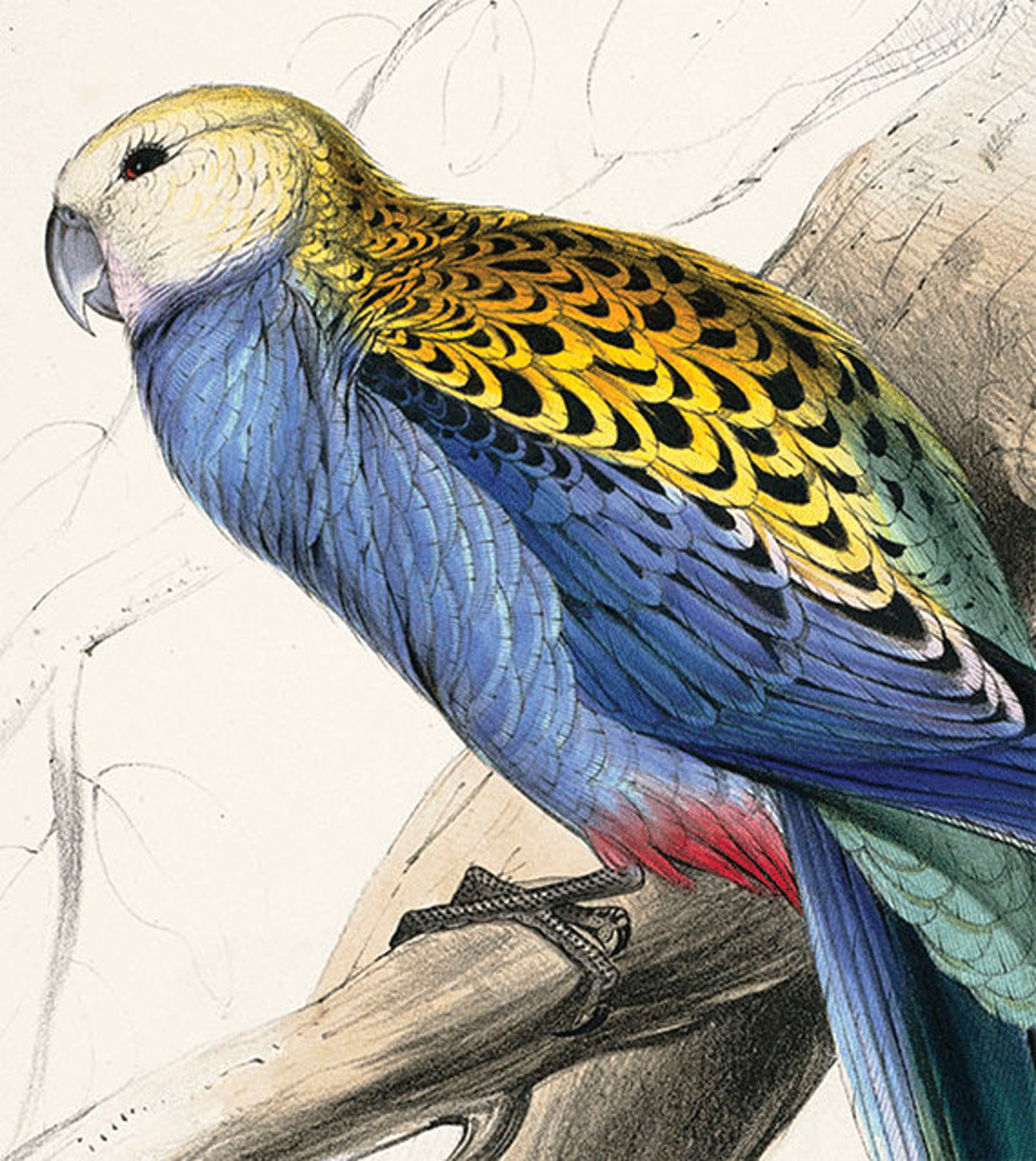 Parrot Art Print Antique Bird Print Nature Wall Art Victorian - Etsy