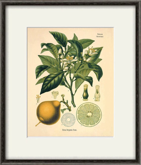 Citrus art print antique Botanical Art Prints botanical print | Etsy