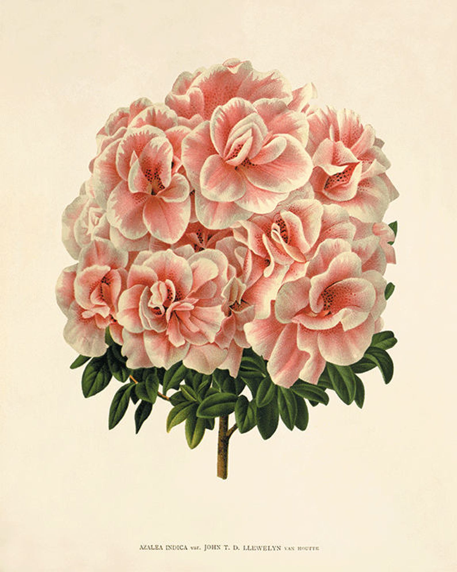 Azalea Antique Flower Art Print Botanical Art Print Vintage - Etsy