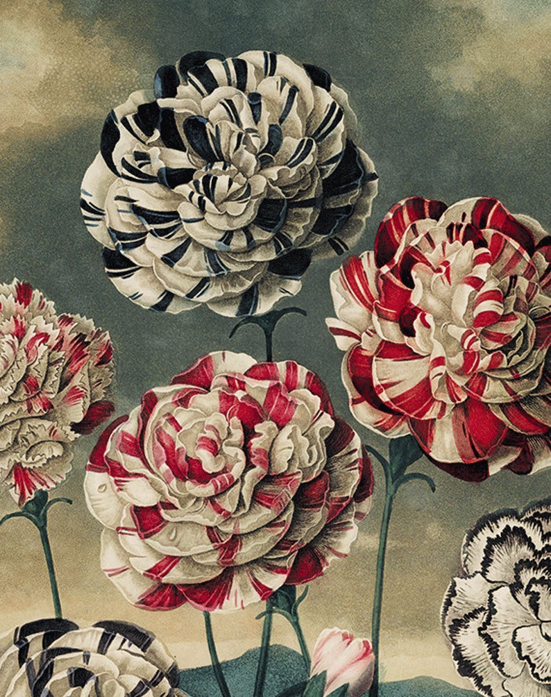 Carnation art Antique flower art print vintage botanical art | Etsy