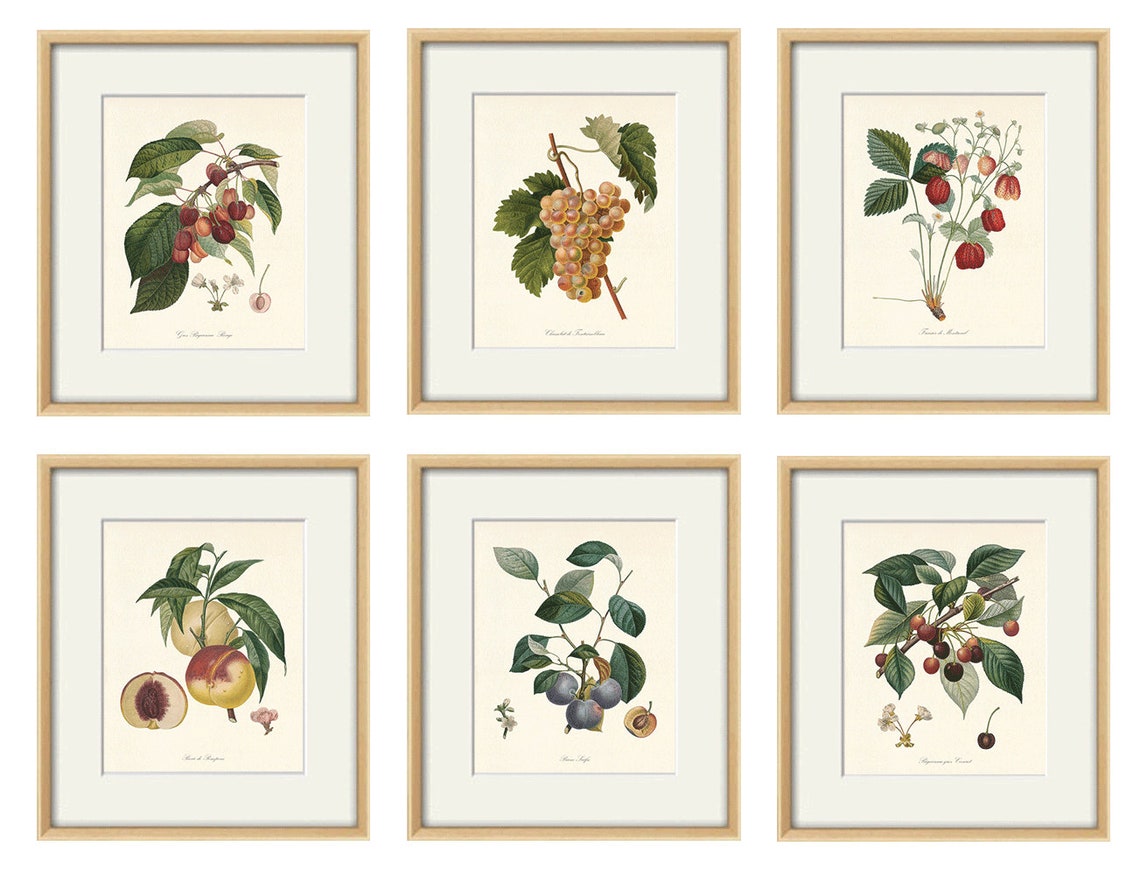 Antique Fruit Art Print Vintage Kitchen Art Print Antique - Etsy