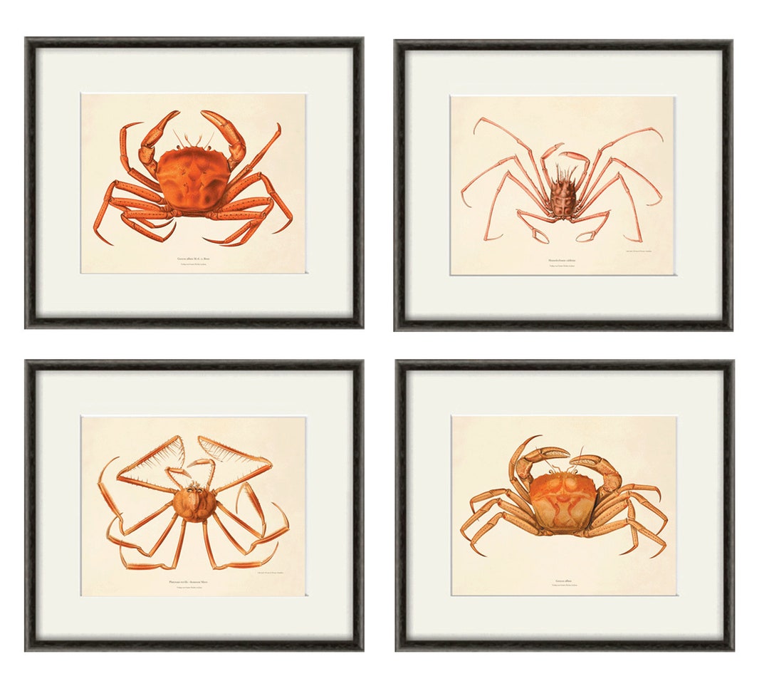 Crab Art Print Vintage Coastal Wall Decor Nautical Art Print Ocean Art ...