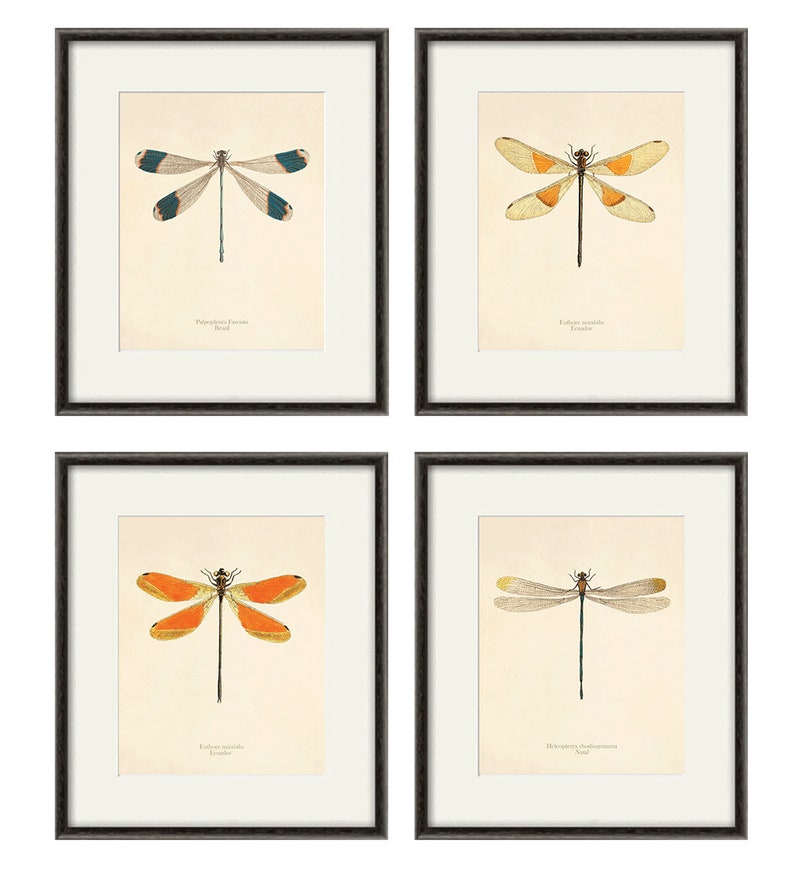 Dragonfly Art Print Antique Prints Nature Print Vintage Prints - Etsy