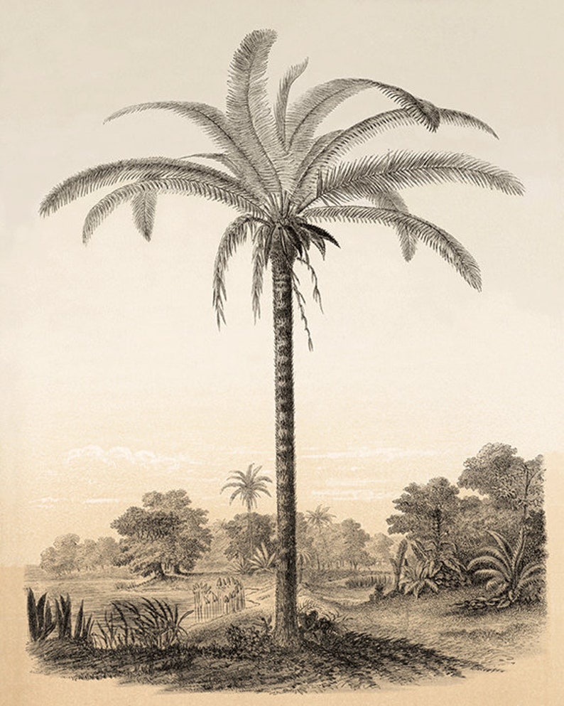 Antique Palm Tree Art Print Set: Victorian Botanical Wall Decor - Etsy