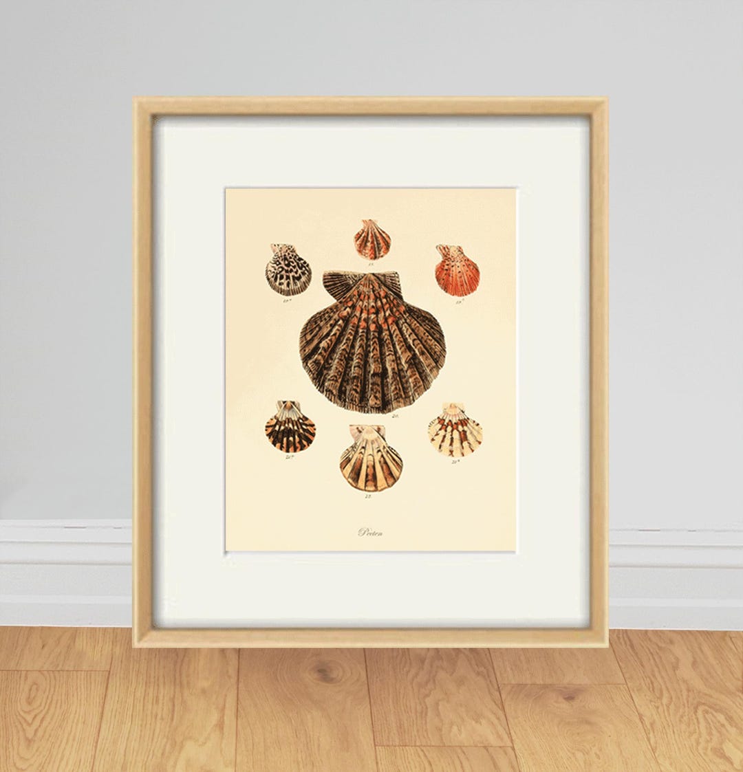 Antique Sea Shell Art Print Sea Beach Art Nautical Print Ocean Print ...