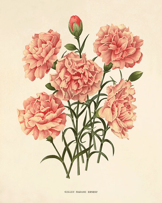 Pink carnation Antique flower art print vintage botanical | Etsy