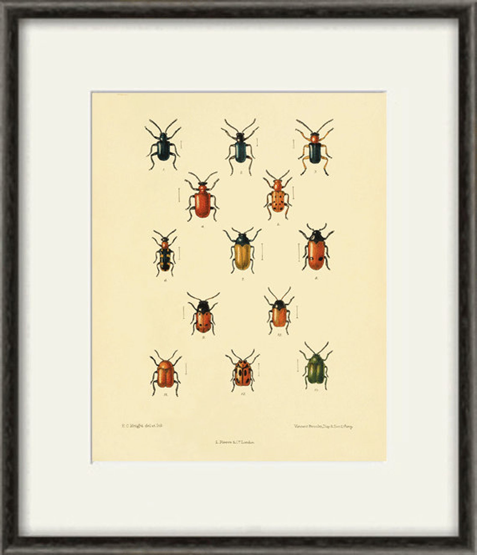 Antique Insect Art Print Beetle Art Print Insect Wall Art | Etsy