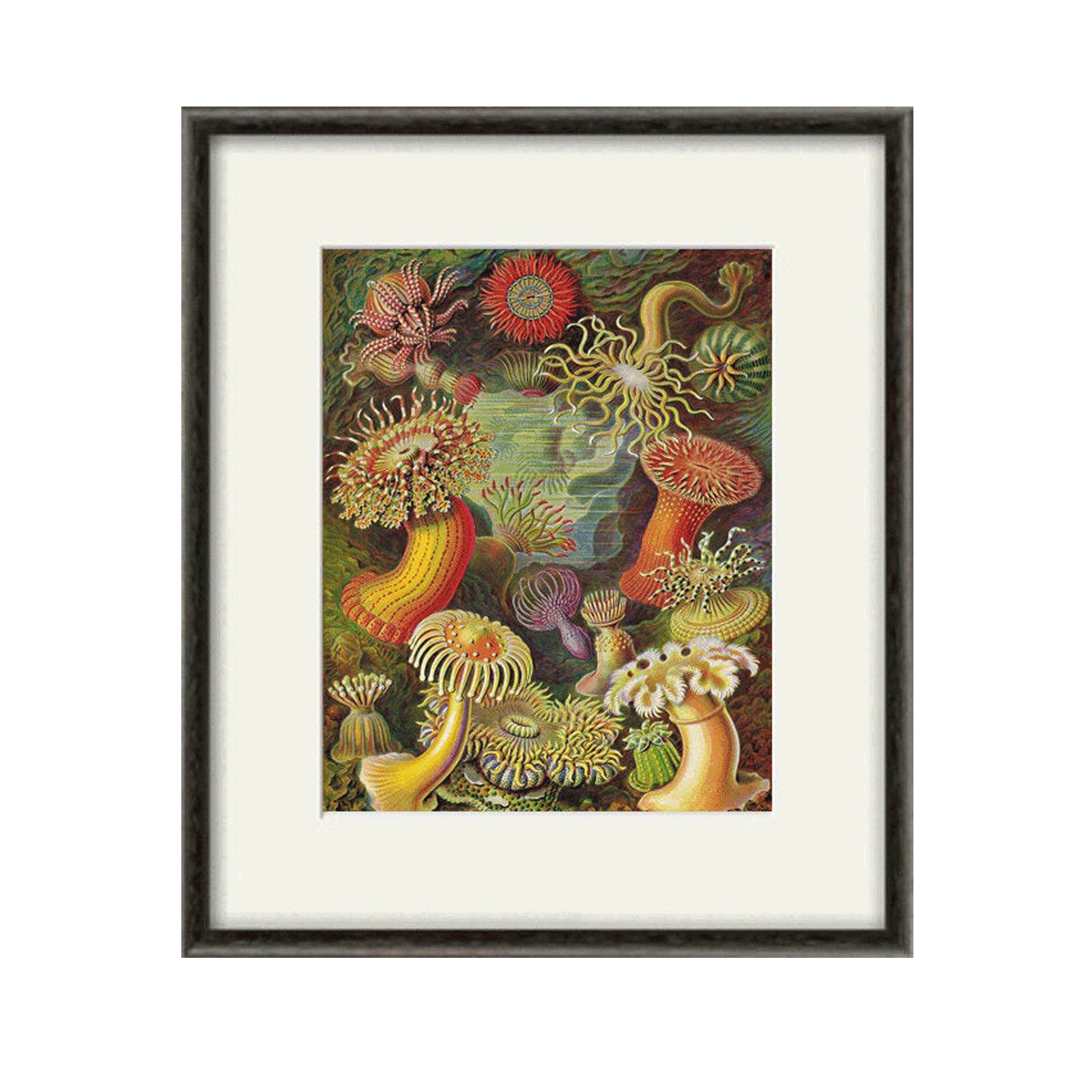 Sea anemone nautical print vintage art nautical art Ocean art | Etsy