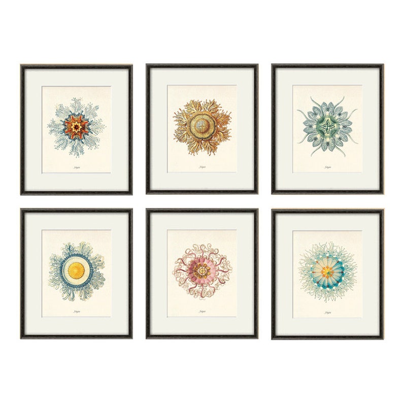 Vintage Jellyfish Art Print: Antique Ocean Coastal Wall Decor - Etsy
