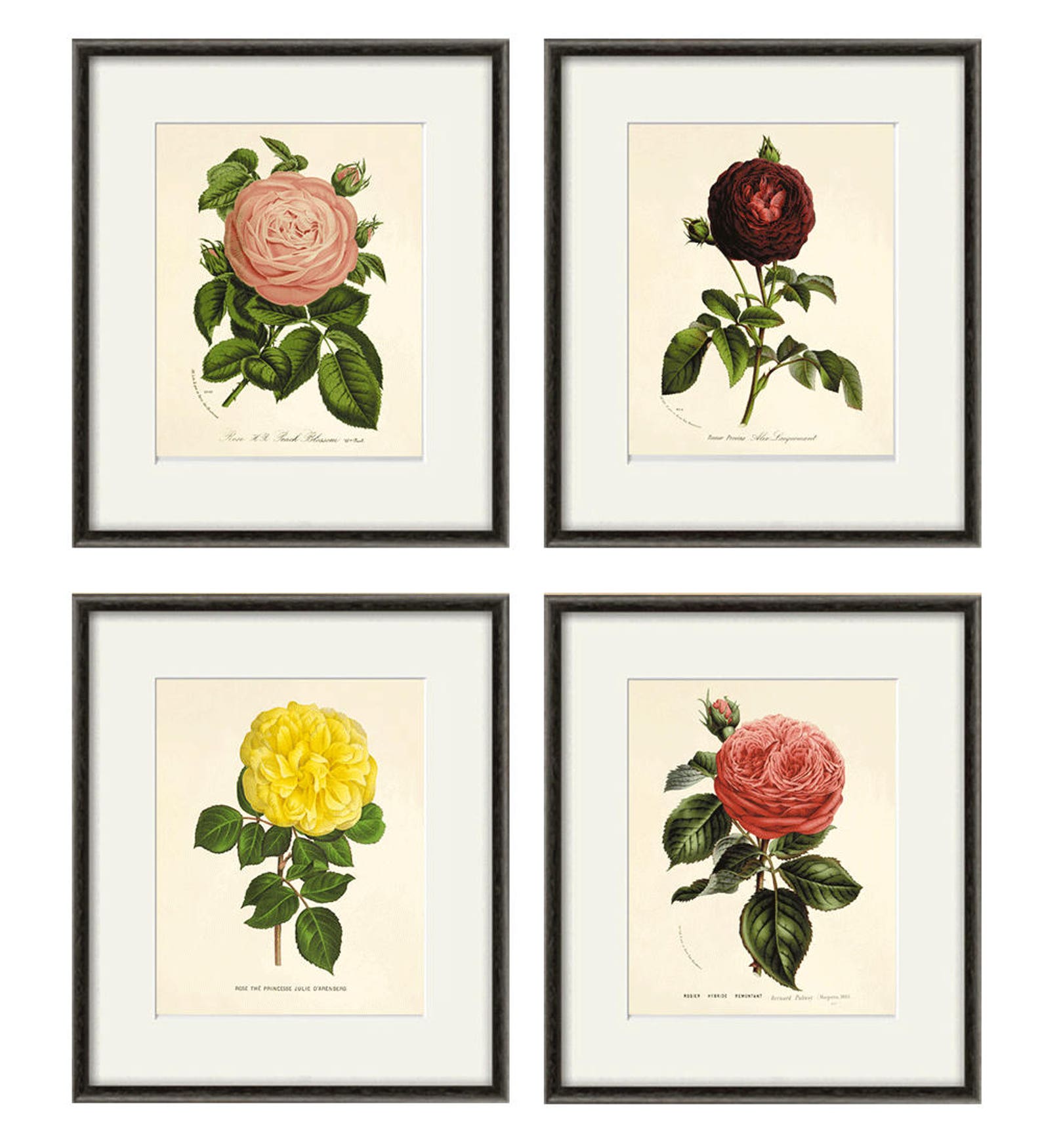 Antique rose art Print set antique prints botanical prints | Etsy