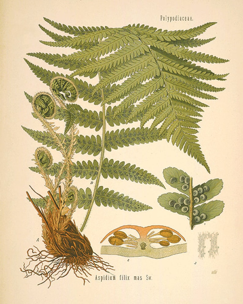 Antique Fern Print: 1887 Botanical Art, Victorian Home Decor - Etsy