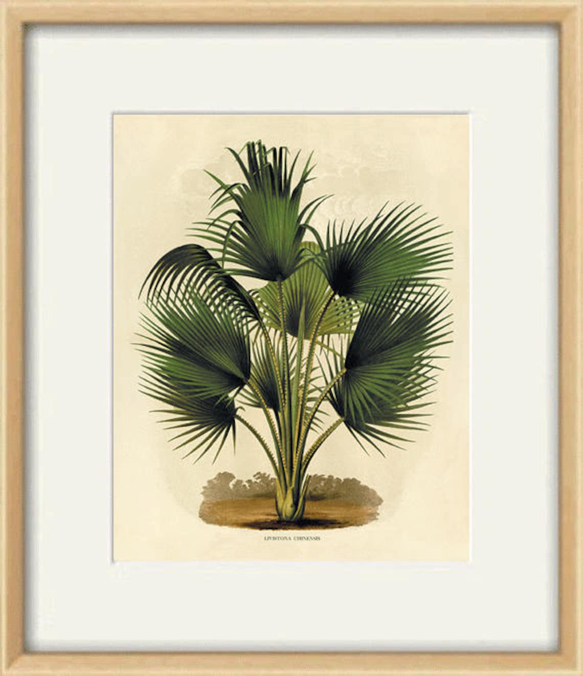 Palm Tree Art Print Antique Botanical Art Prints Home Decor - Etsy