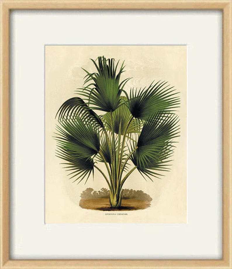 Palm Tree Art Print Antique Botanical Art Prints Home Decor - Etsy