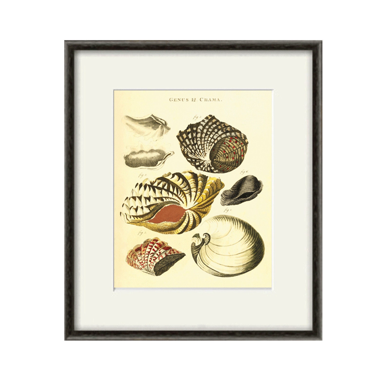 Sea Shell Art Print Antique Prints Sea Art Print Nautical Art - Etsy