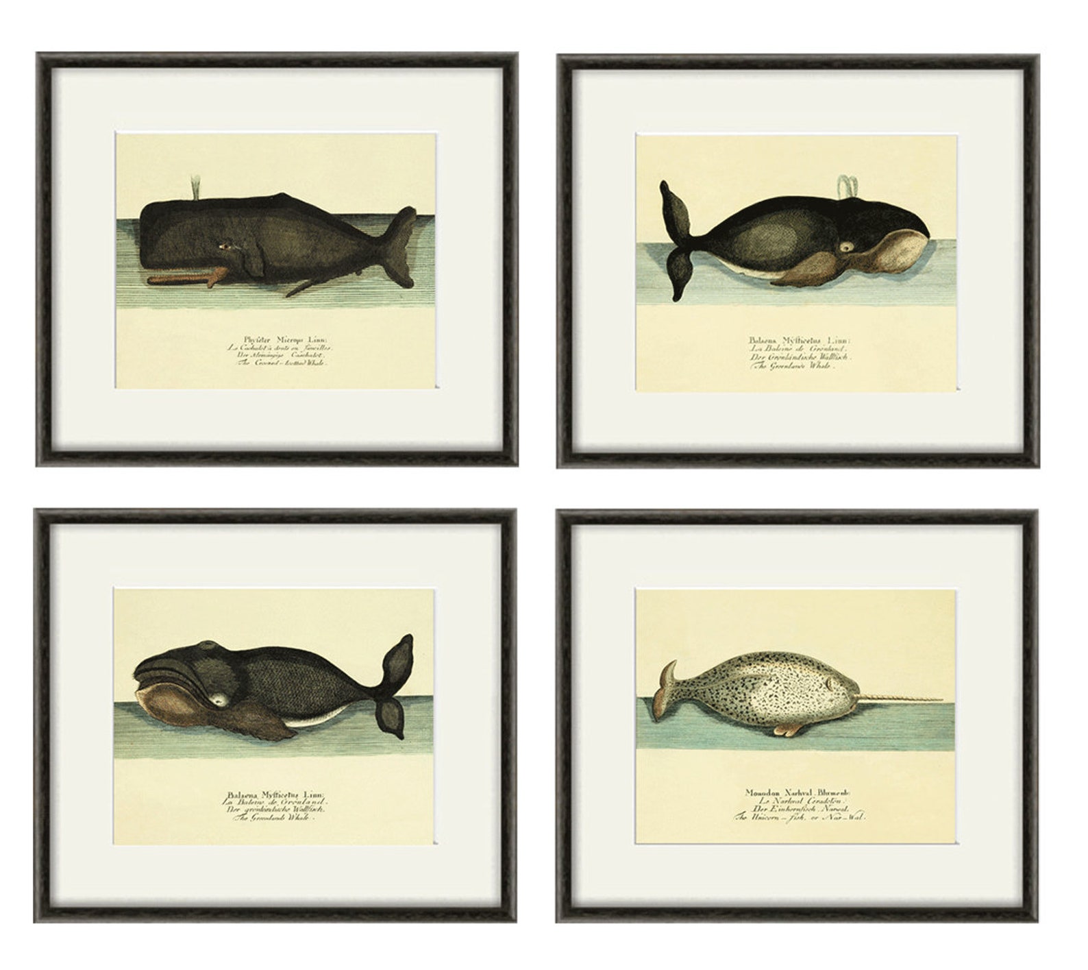 Whale Art Print Ocean Art Print Antique Prints Sea Art Print - Etsy