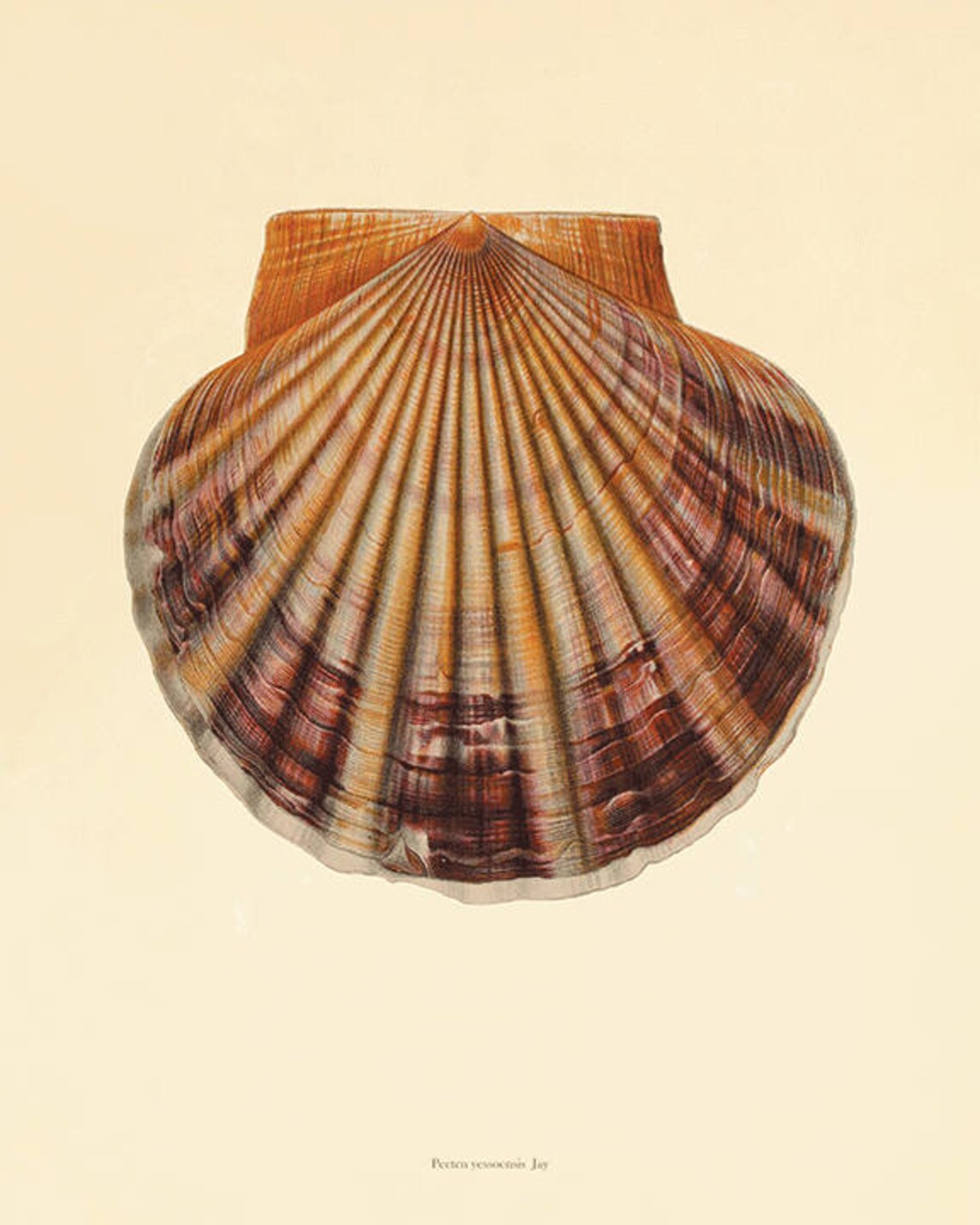 Antique Seashell Art Print Sea Beach Art Nautical Print Ocean - Etsy