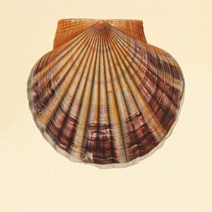 Antique Seashell Art Print Sea Beach Art Nautical Print Ocean Print ...