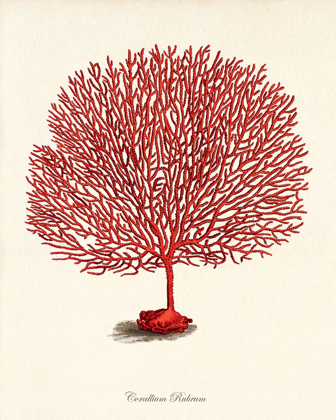 Sea Coral Art Print Vintage Sea Art Print Old Prints Nautical Art Print ...